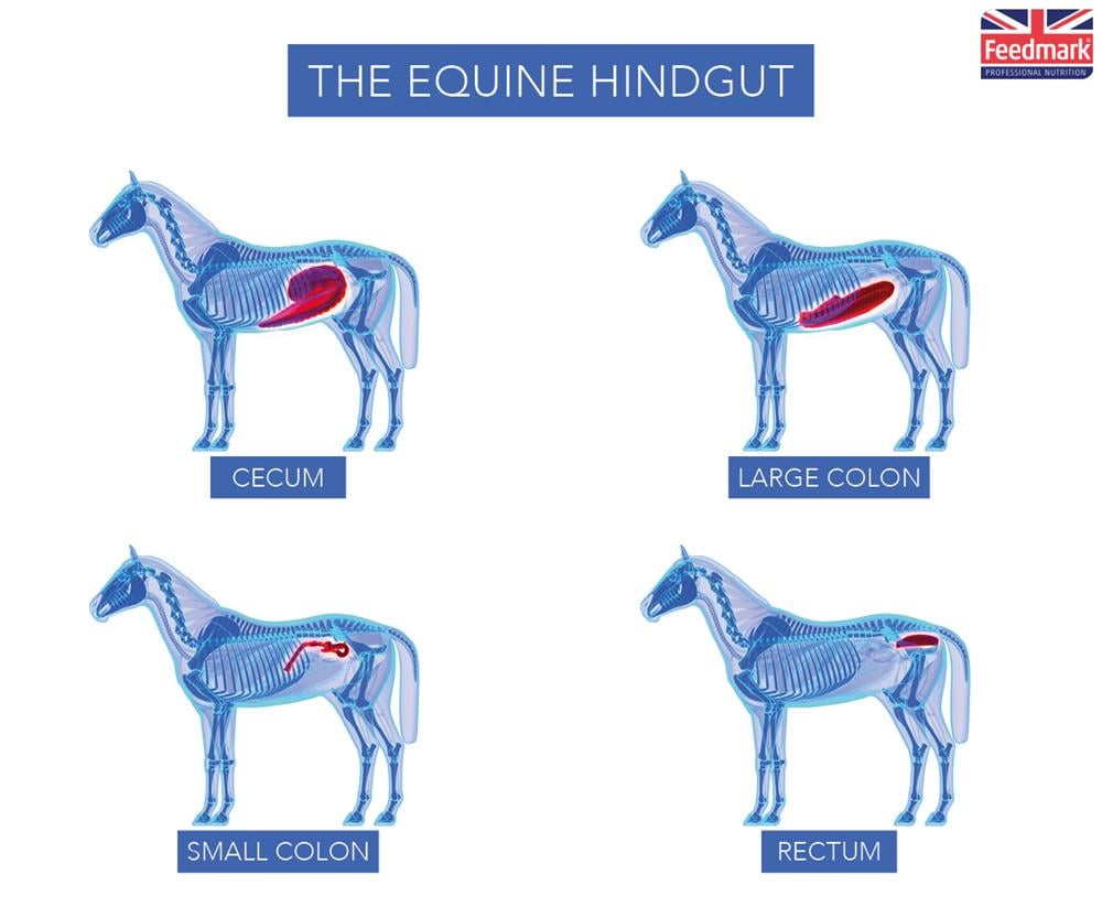 Prebiotics, Probiotics, and Postbiotics: Why Are They Important for ...