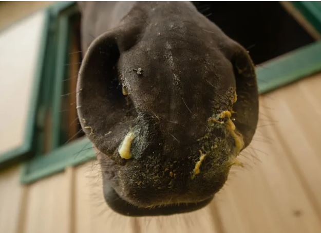 Understanding Strangles | Feedmark