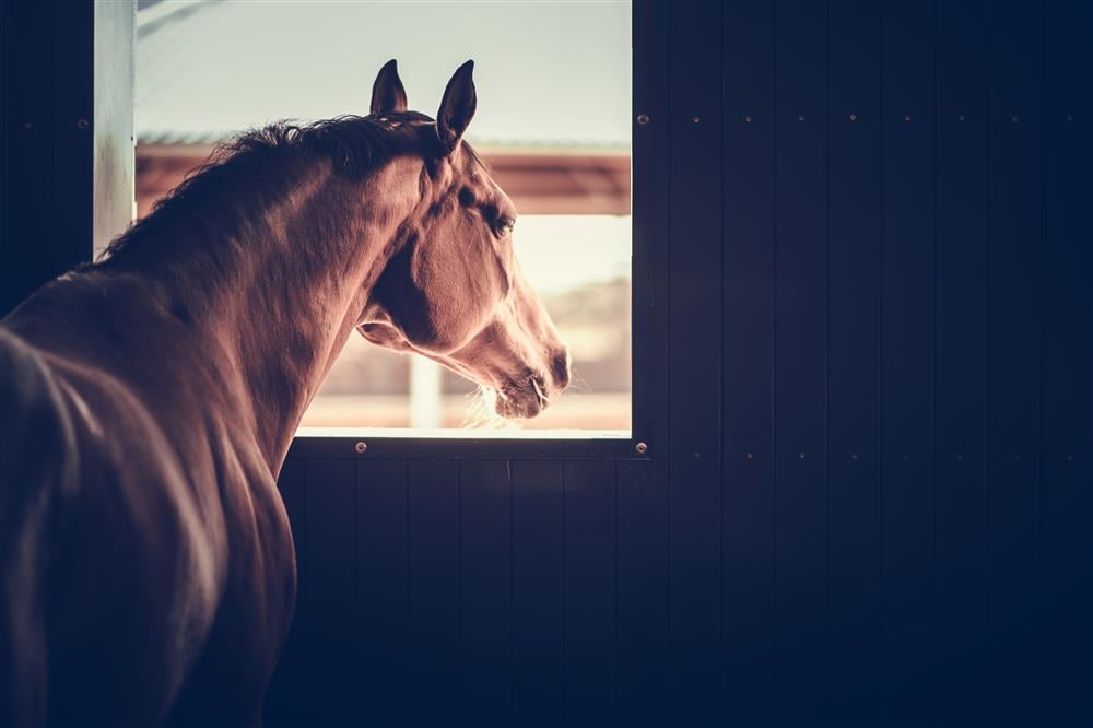 Supporting Horses on Box Rest | Feedmark
