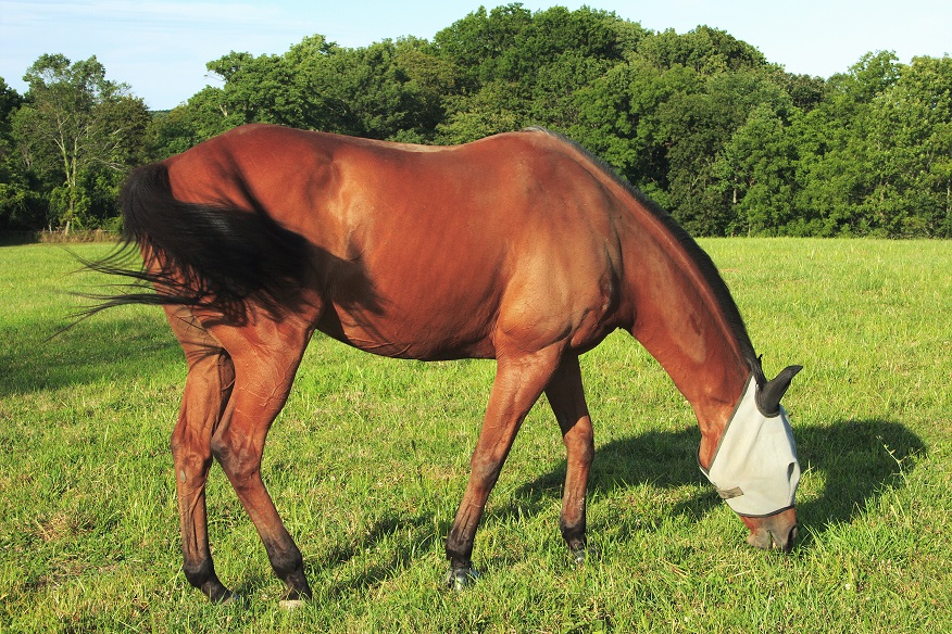 How To Protect Your Horse From Flies at Kimberly Clifton blog