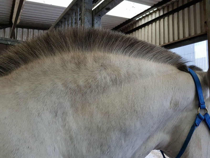 Equine Metabolic Syndrome: Causes, Symptoms, and Management for Horses