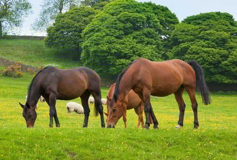 Liver disease in horses | Feedmark
