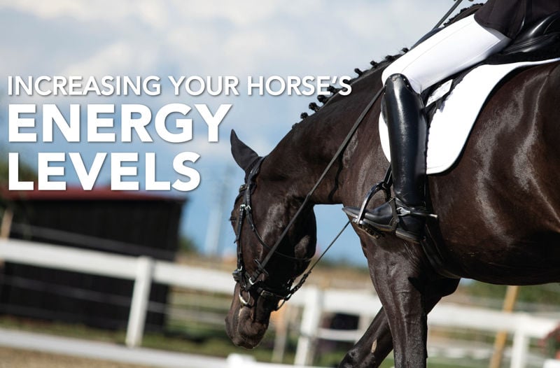 Increasing Your Horse's Energy Levels | Equine Science Matters | Feedmark