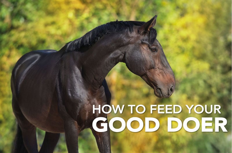 Equine Science Matters – How to feed your good-doer
