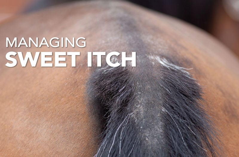 How to Manage Your Horse’s Sweet Itch: Preventing & Treating Equine ...