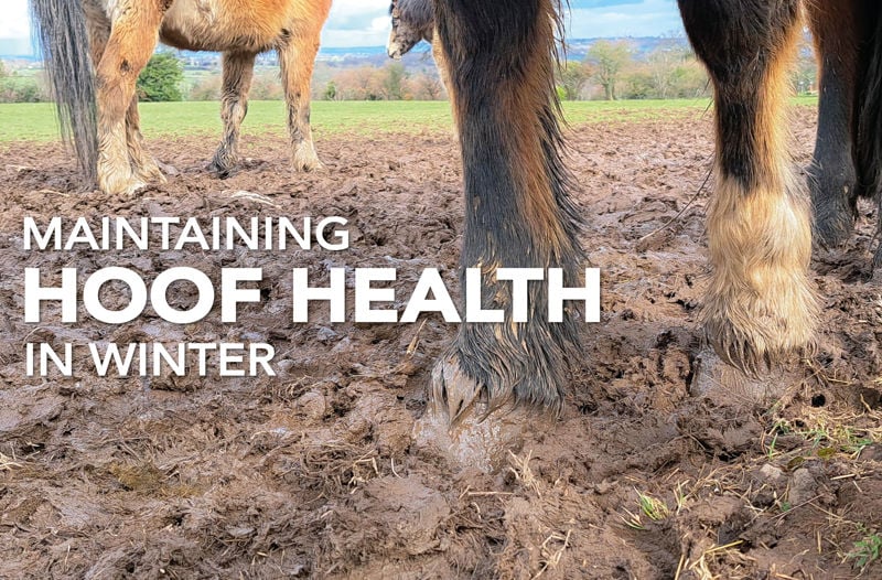 Nutrition for Hoof Health | Feedmark