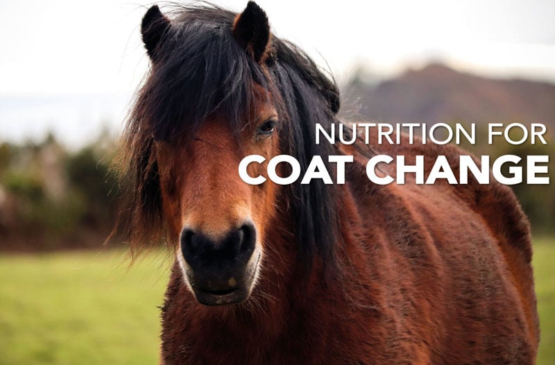 Horse Coat Change: Seasonal Shedding & Skin Health | Feedmark