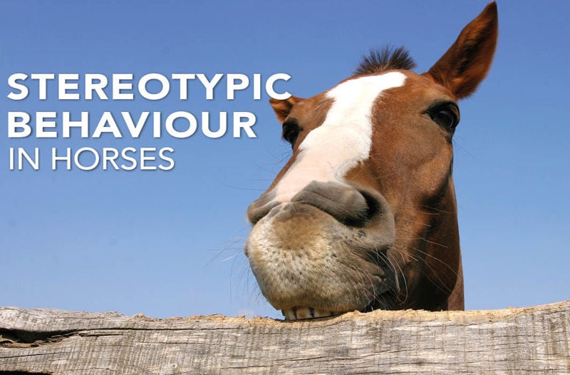 Stereotypic Behaviours in Horses: Why They Happen and How to Manage ...