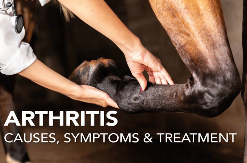 Arthritis in Horses: Causes, Symptoms & Treatments | Feedmark