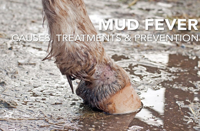 Mud Fever in Horses: Causes, Treatments, and Prevention Tips | Feedmark