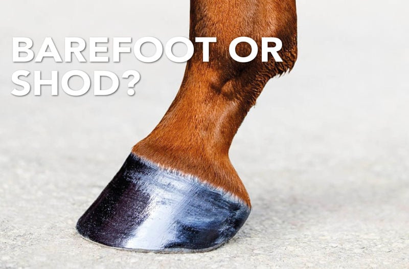 Barefoot vs Shod: Which is Best for Your Horse? | Feedmark Horse ...