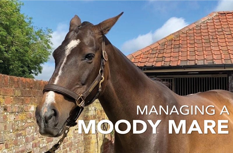 Managing Moody Mares | Feedmark