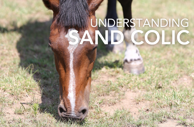 Sand Colic in Horses: Causes, Symptoms & Prevention | Feedmark