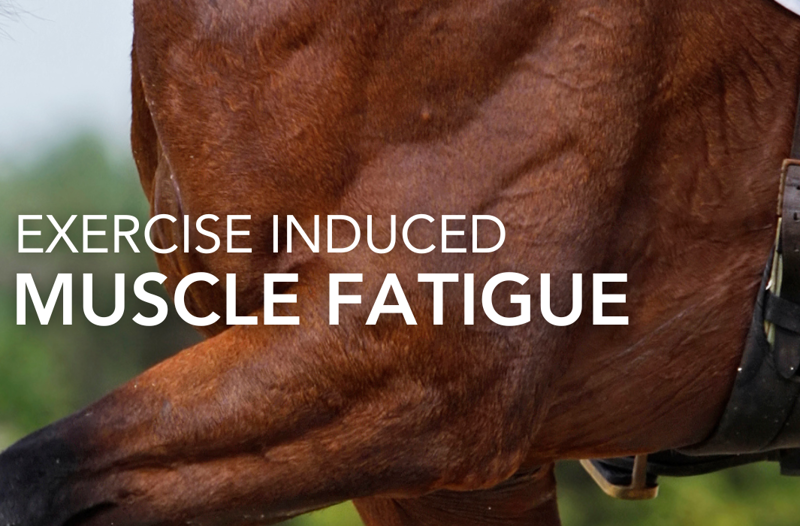 Exercise Induced Muscle Fatigue in Horses: Causes, Benefits & the ...