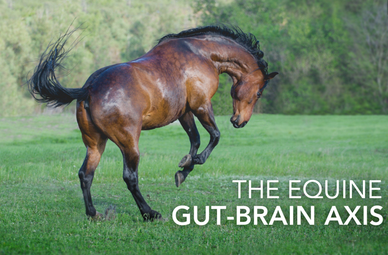 Equine Gut-Brain Axis: How Gut Health Affects Behaviour