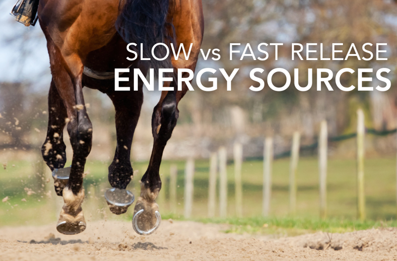 Slow-Release vs Fast-Release Energy Sources for Horses | Feedmark Horse ...