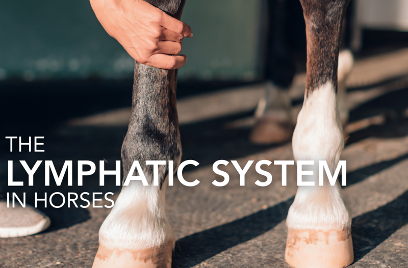 The Lymphatic System in Horses | Feedmark Horse Supplements – Trusted ...