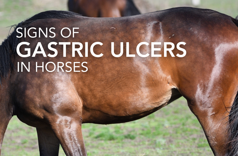 Signs of Gastric Ulcers in Horses | Feedmark