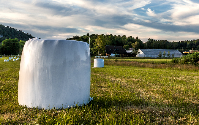 Forage Options for Horses | Feedmark