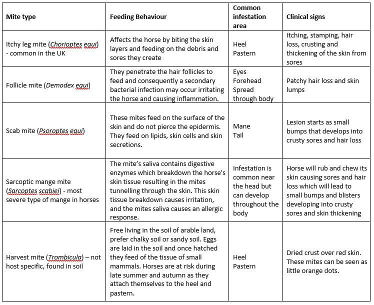 Equine Lice and Mites | Feedmark