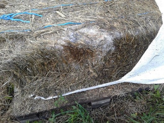 MOULDS AND MYCOTOXINS IN FORAGES FOR HORSES | The JEN Issue 6 ...