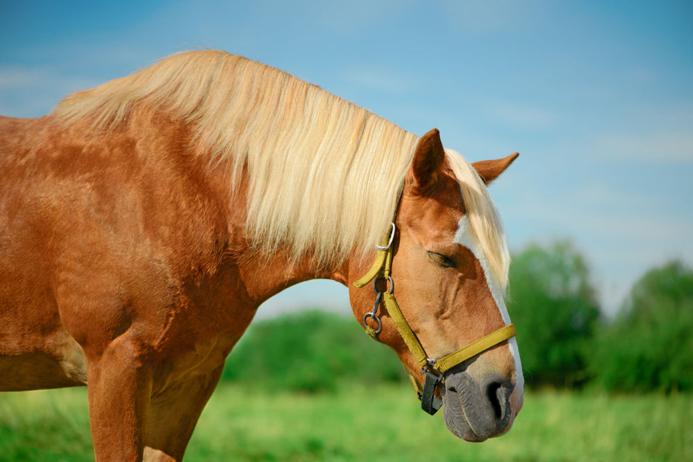 Understanding Horse Sleep: Patterns, Welfare, and the Impact of Environment
