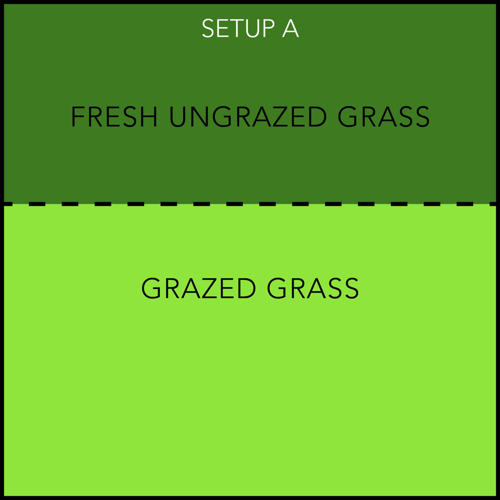 Managing Your Horse's Grass Intake | Feedmark