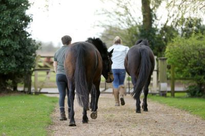 The Importance of Routine for Horses – Reduce Stress & Improve ...