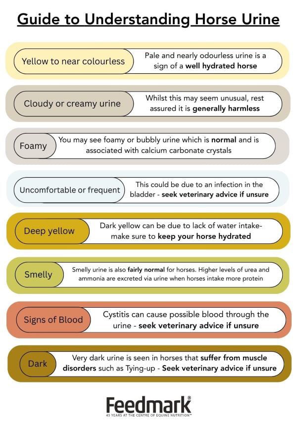 What Your Horse’s Urine Says About Their Health | Feedmark