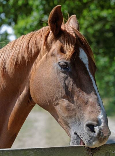 Stereotypic Behaviours in Horses: Why They Happen and How to Manage ...