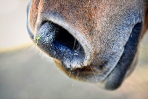Equine Science Matters – Equine Pasture Asthma