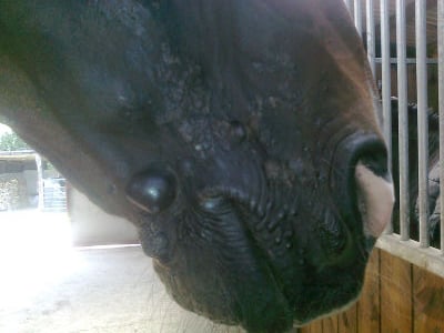 Managing Equine Sarcoids | Feedmark