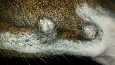 Managing Equine Sarcoids | Feedmark